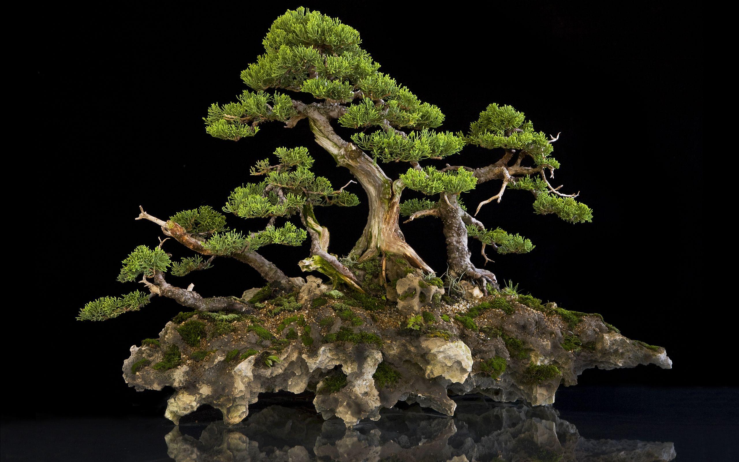 Bonsai Tree Wallpapers Top Free Bonsai Tree Backgrounds Wallpaperaccess