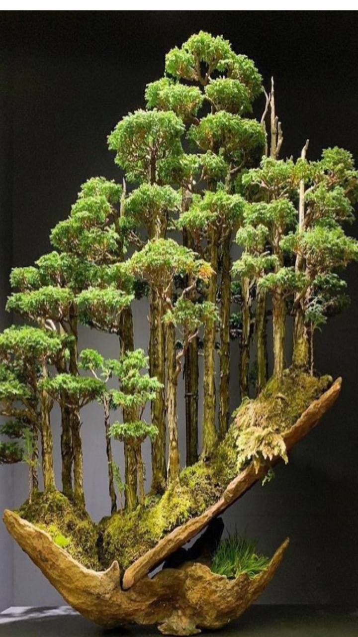 Bonsai Tree Wallpapers - Top Free Bonsai Tree Backgrounds - WallpaperAccess