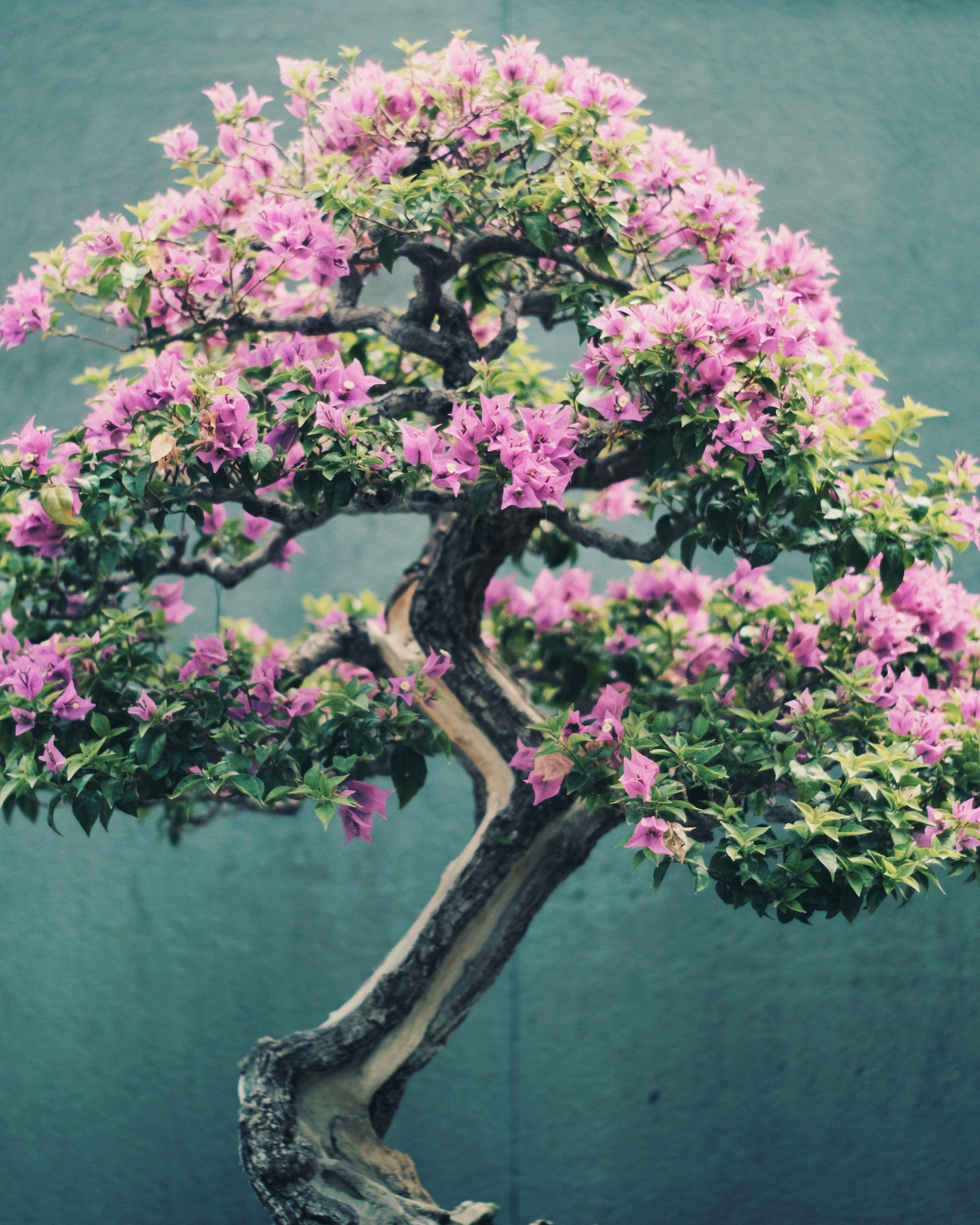 Bonsai Tree Wallpapers - Top Free Bonsai Tree Backgrounds - WallpaperAccess