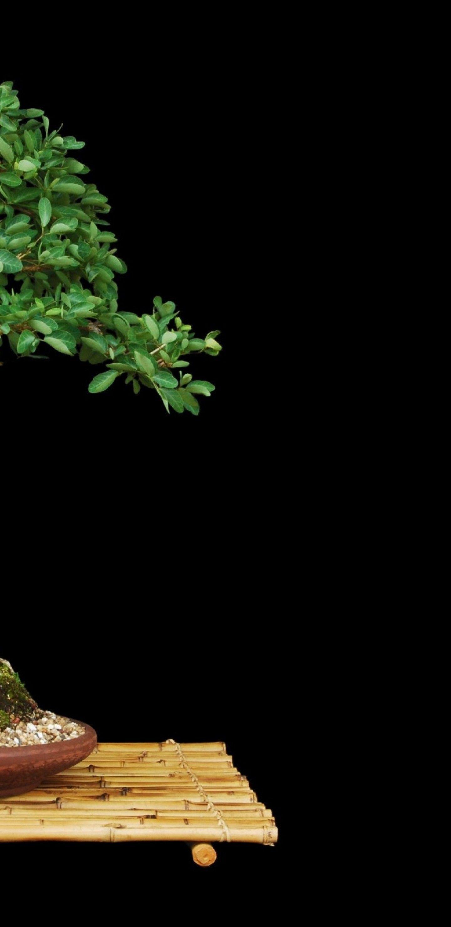 Bonsai Tree Wallpapers - Top Free Bonsai Tree Backgrounds - WallpaperAccess