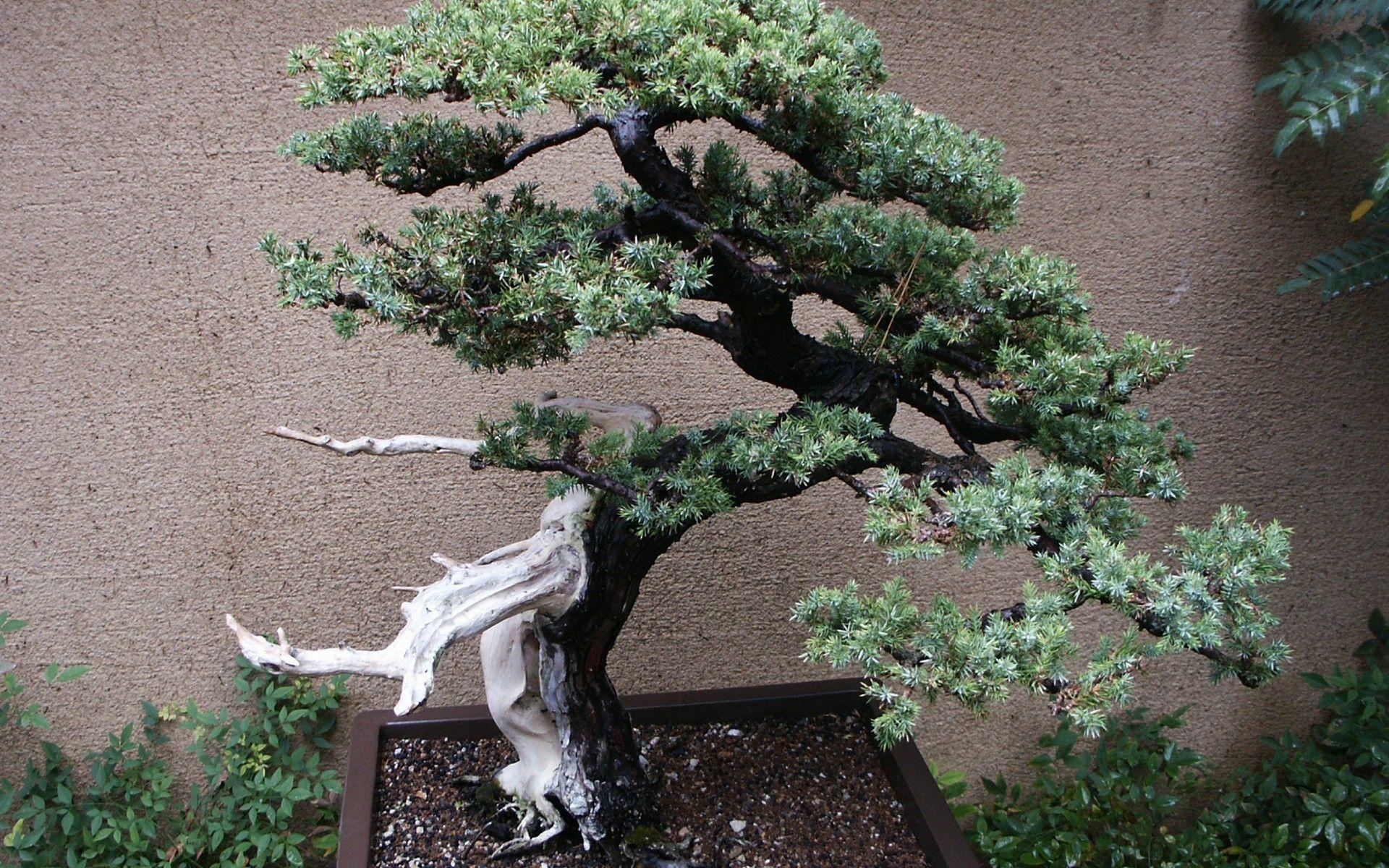 Bonsai Tree Wallpapers - Top Free Bonsai Tree Backgrounds - WallpaperAccess
