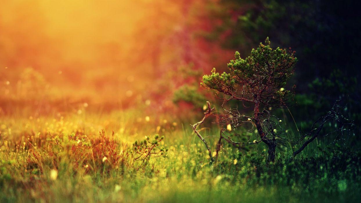 Bonsai Tree Wallpapers - Top Free Bonsai Tree Backgrounds - WallpaperAccess