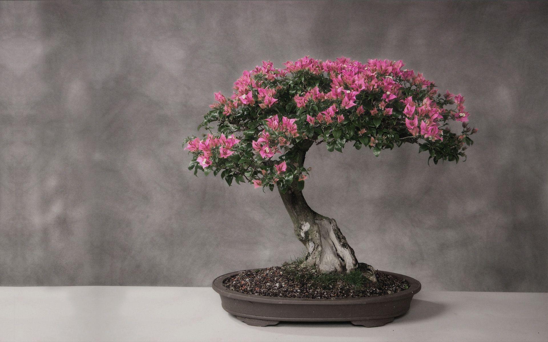 Bonsai Tree Wallpapers - Top Free Bonsai Tree Backgrounds - WallpaperAccess