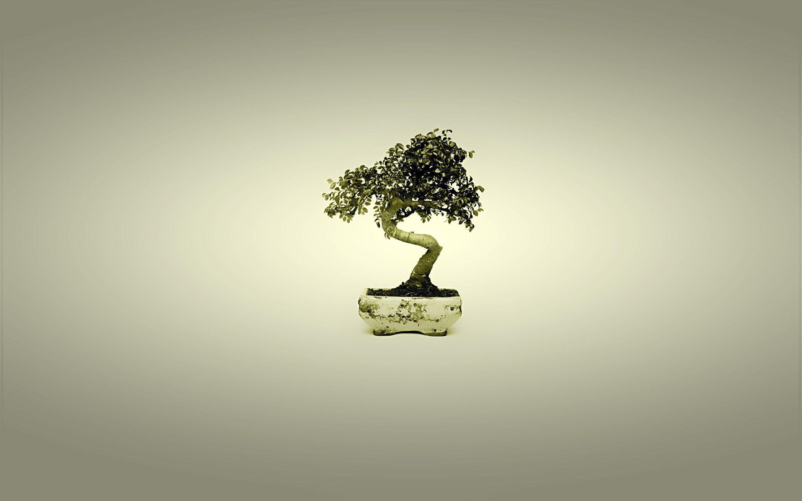 Bonsai Tree Wallpapers - Top Free Bonsai Tree Backgrounds - WallpaperAccess