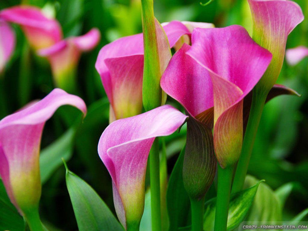 Calla Lily Wallpapers - Top Free Calla Lily Backgrounds - WallpaperAccess