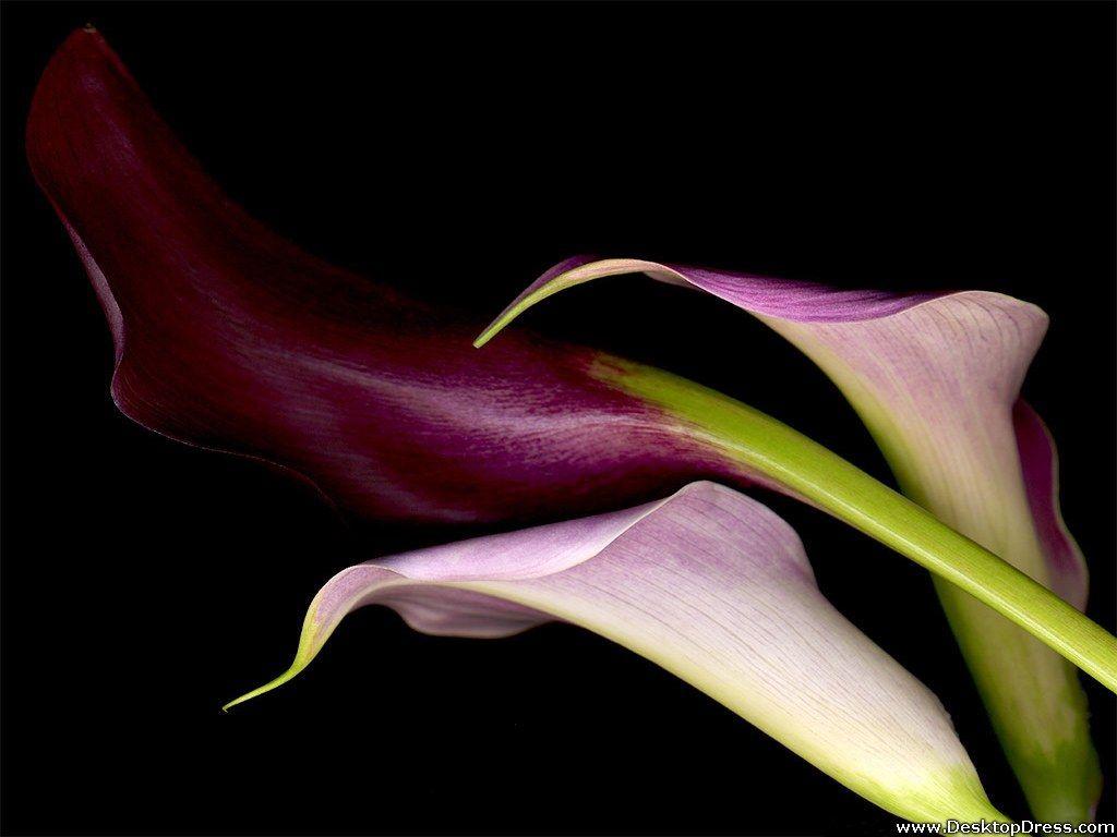 Calla Lily Wallpapers - Top Free Calla Lily Backgrounds - WallpaperAccess