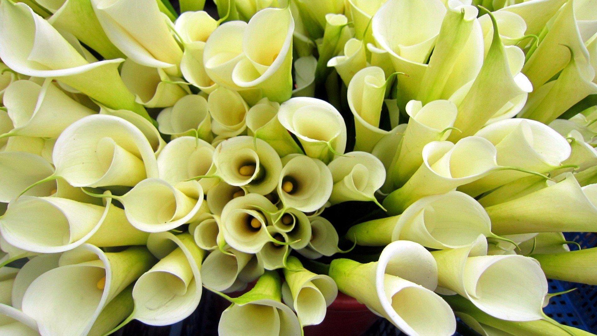 Calla Lily Wallpapers - Top Free Calla Lily Backgrounds - WallpaperAccess