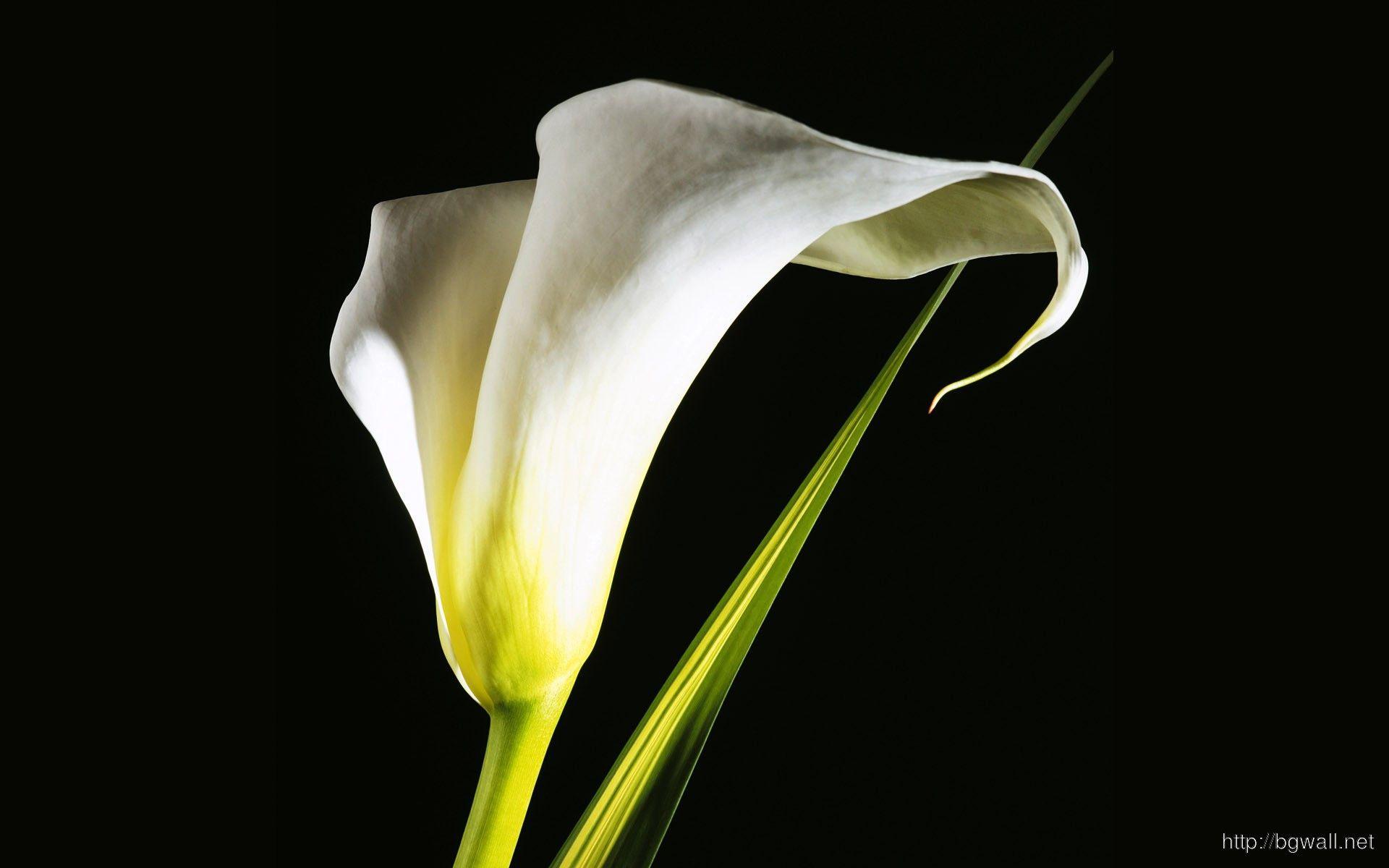 Calla Lily Wallpapers - Top Free Calla Lily Backgrounds - WallpaperAccess