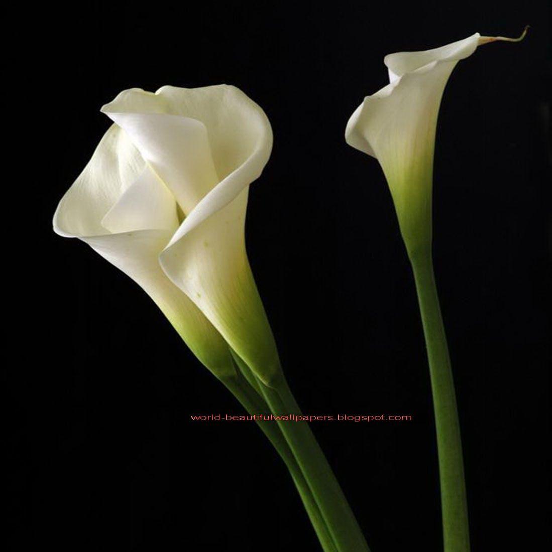 Calla Lily Wallpapers - Top Free Calla Lily Backgrounds - WallpaperAccess
