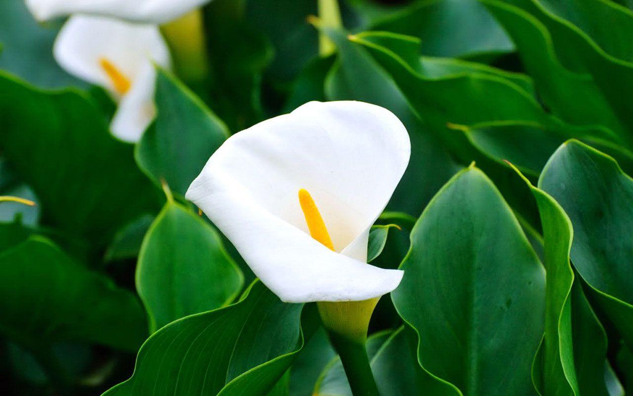 Calla Lily Wallpapers - Top Free Calla Lily Backgrounds - WallpaperAccess