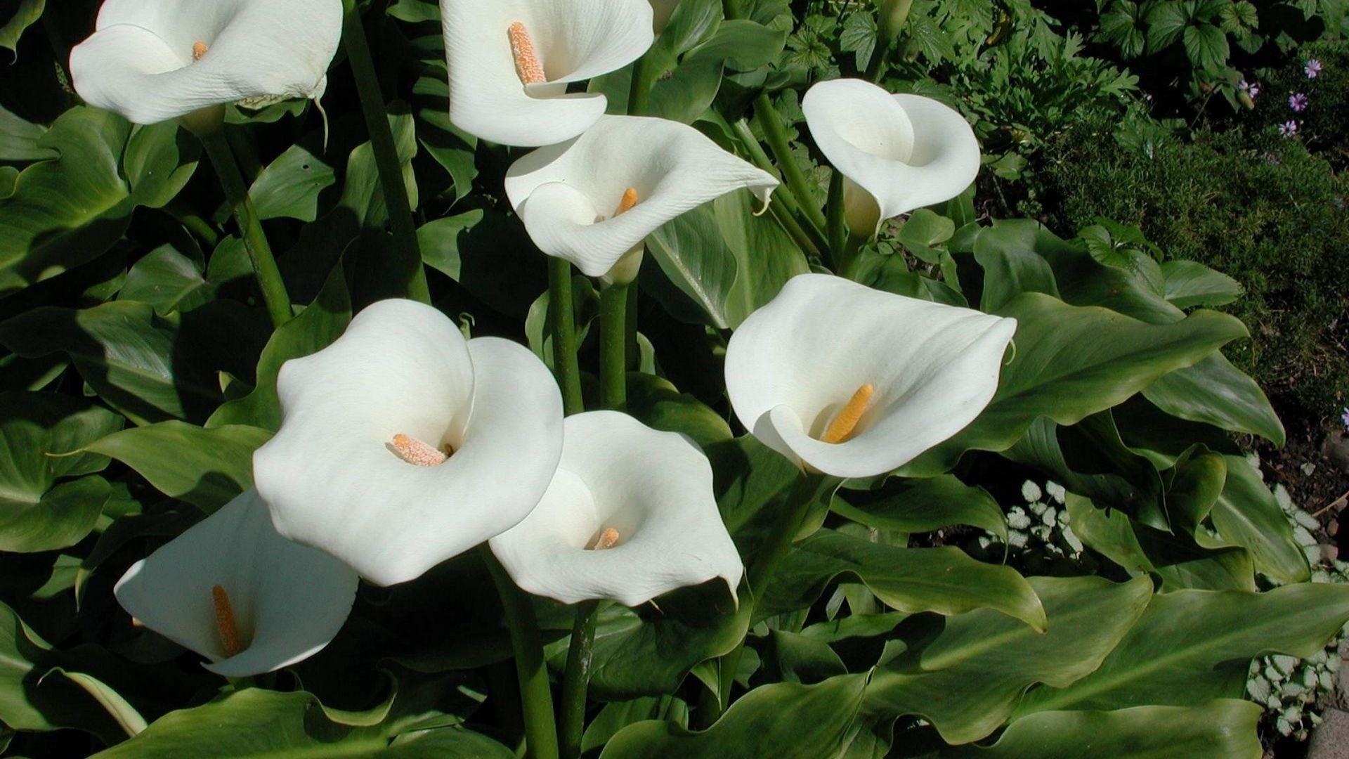 Calla Lily Wallpapers - Top Free Calla Lily Backgrounds - WallpaperAccess