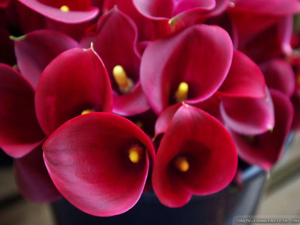 Calla Lily Wallpapers - Top Free Calla Lily Backgrounds - WallpaperAccess