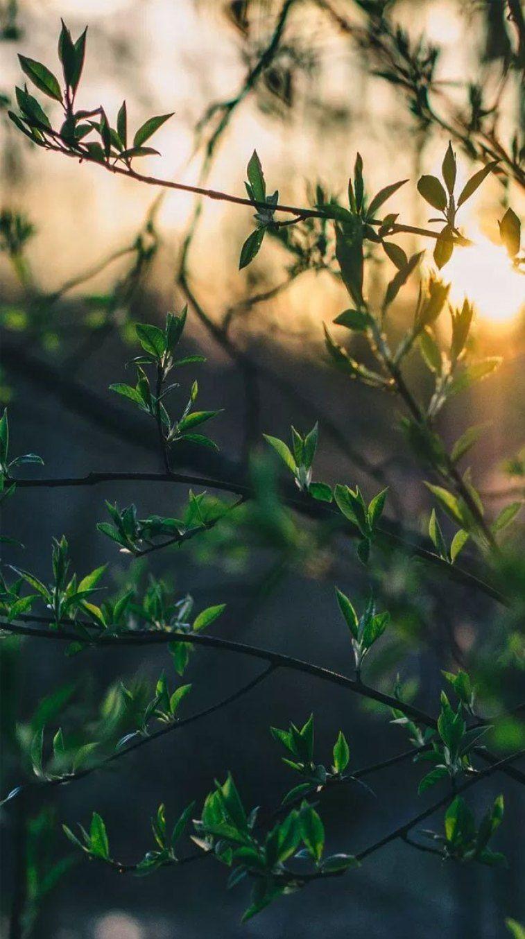 Morning Phone Wallpapers - Top Free Morning Phone Backgrounds ...