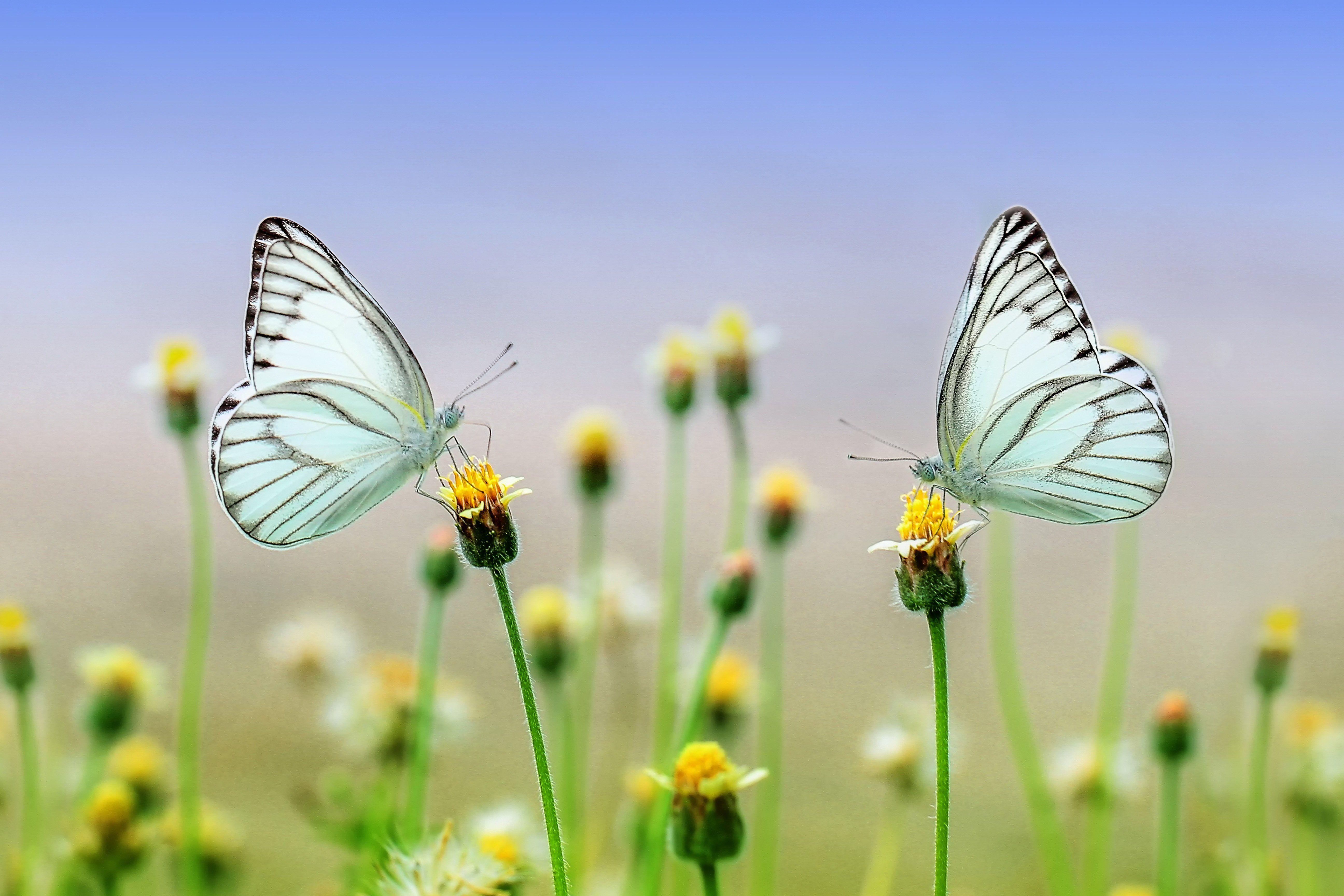 Butterfly 4K HD Wallpapers - Top Free Butterfly 4K HD Backgrounds ...