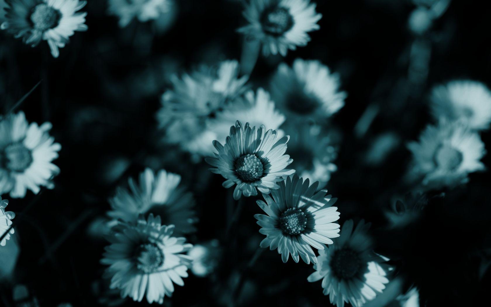 Black Floral Desktop Wallpapers - Top Free Black Floral Desktop ...