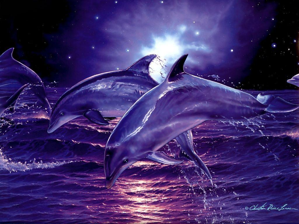 Cute Dolphins Wallpapers - Top Free Cute Dolphins Backgrounds ...