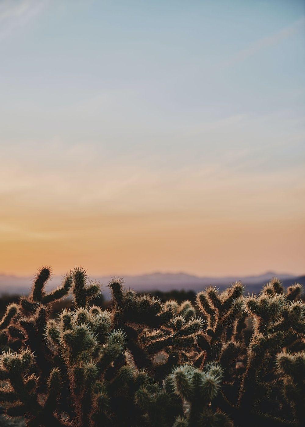 Desert Cactus Sunset Wallpapers - Top Free Desert Cactus Sunset ...