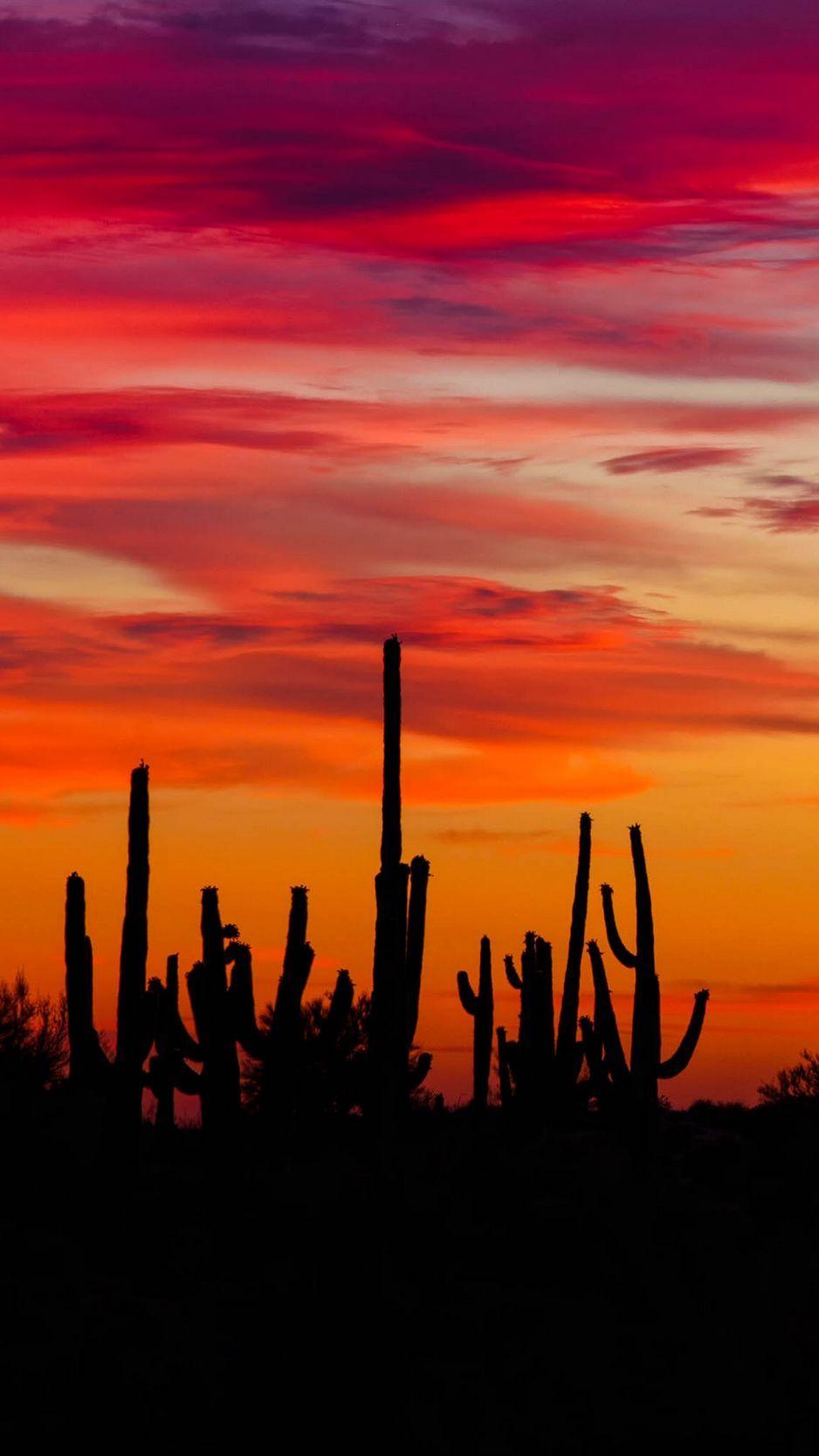 Desert Cactus Sunset Wallpapers - Top Free Desert Cactus Sunset Backgrounds - WallpaperAccess