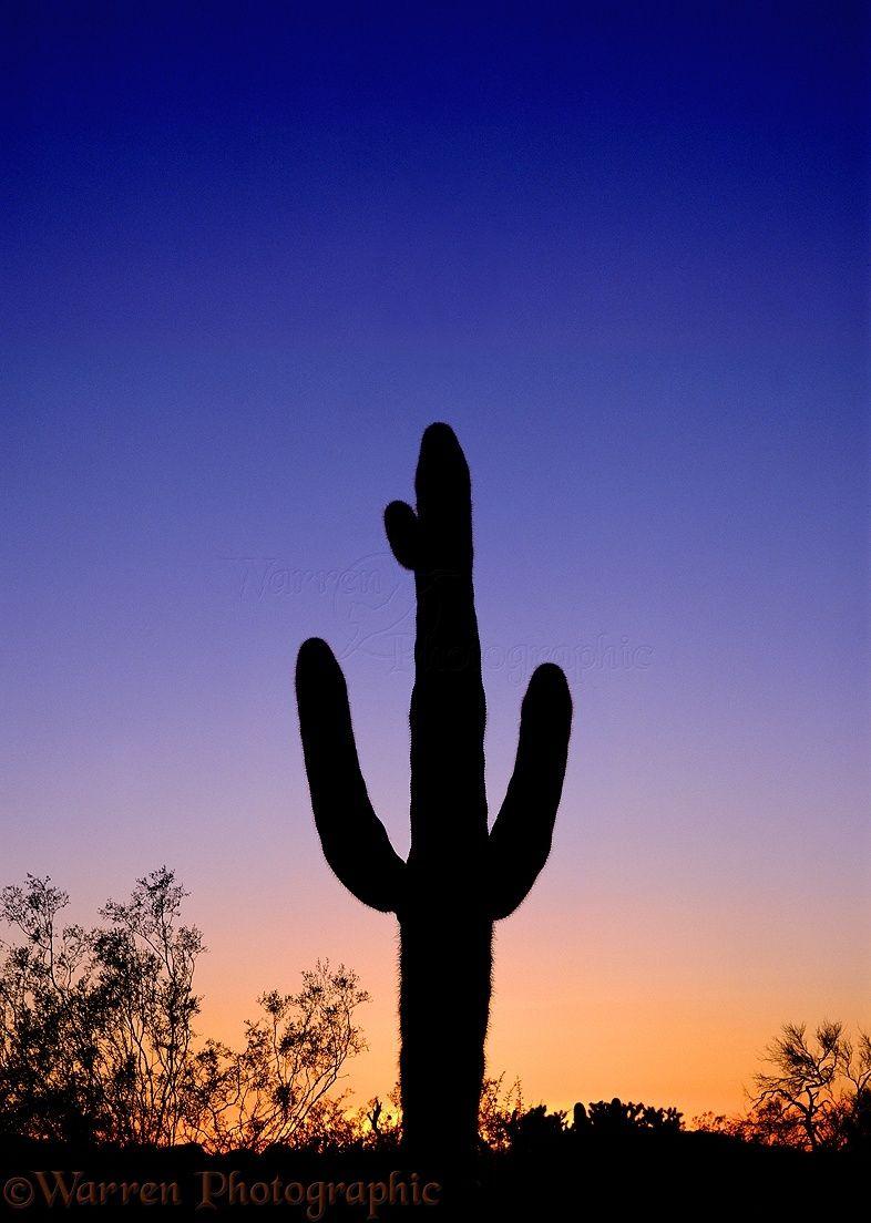 Cactus Sunset Wallpapers - Top Free Cactus Sunset Backgrounds ...
