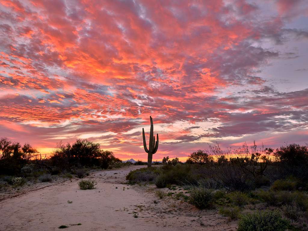 Desert Cactus Sunset Wallpapers - Top Free Desert Cactus Sunset Backgrounds - WallpaperAccess