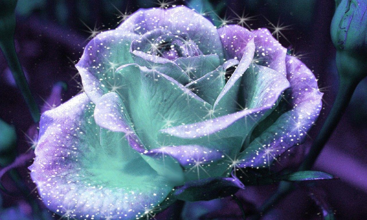 Rose Glitter Wallpapers - Top Free Rose Glitter Backgrounds ...
