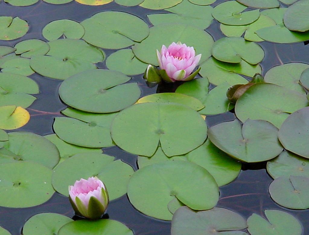 Lily Pad Wallpapers - Top Free Lily Pad Backgrounds - WallpaperAccess