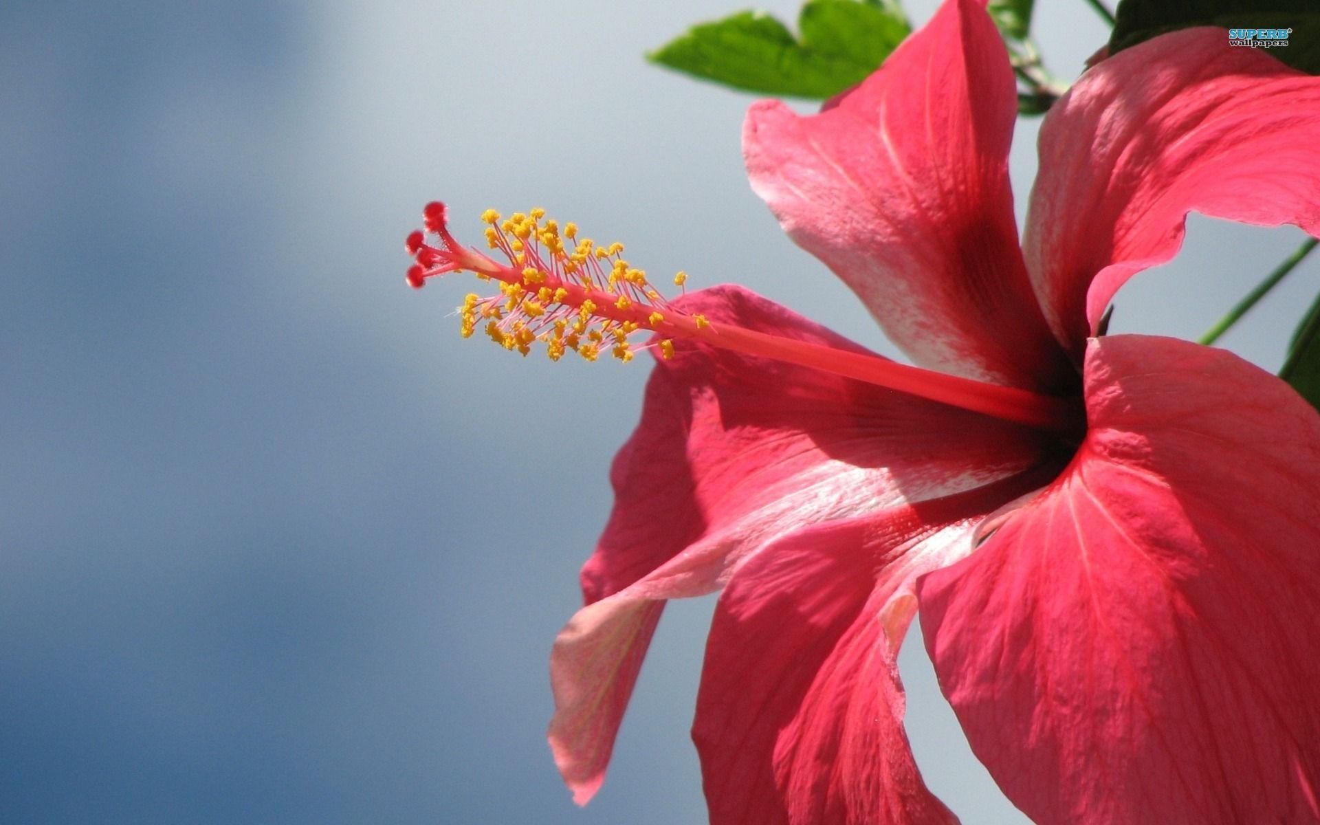 Hawaiian Flower Desktop Wallpapers - Top Free Hawaiian Flower Desktop ...
