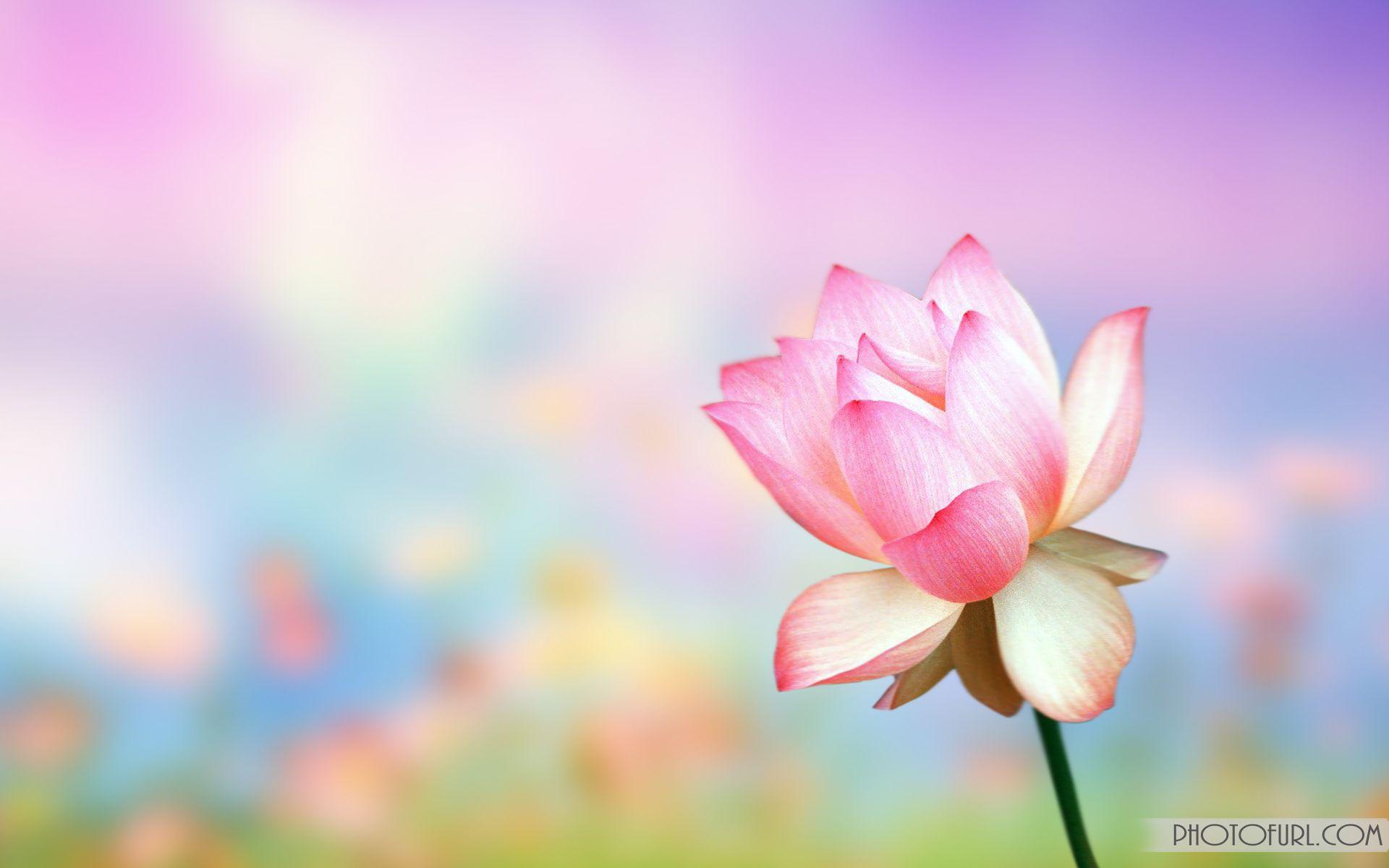Cartoon Flower Desktop Wallpapers - Top Free Cartoon Flower Desktop ...