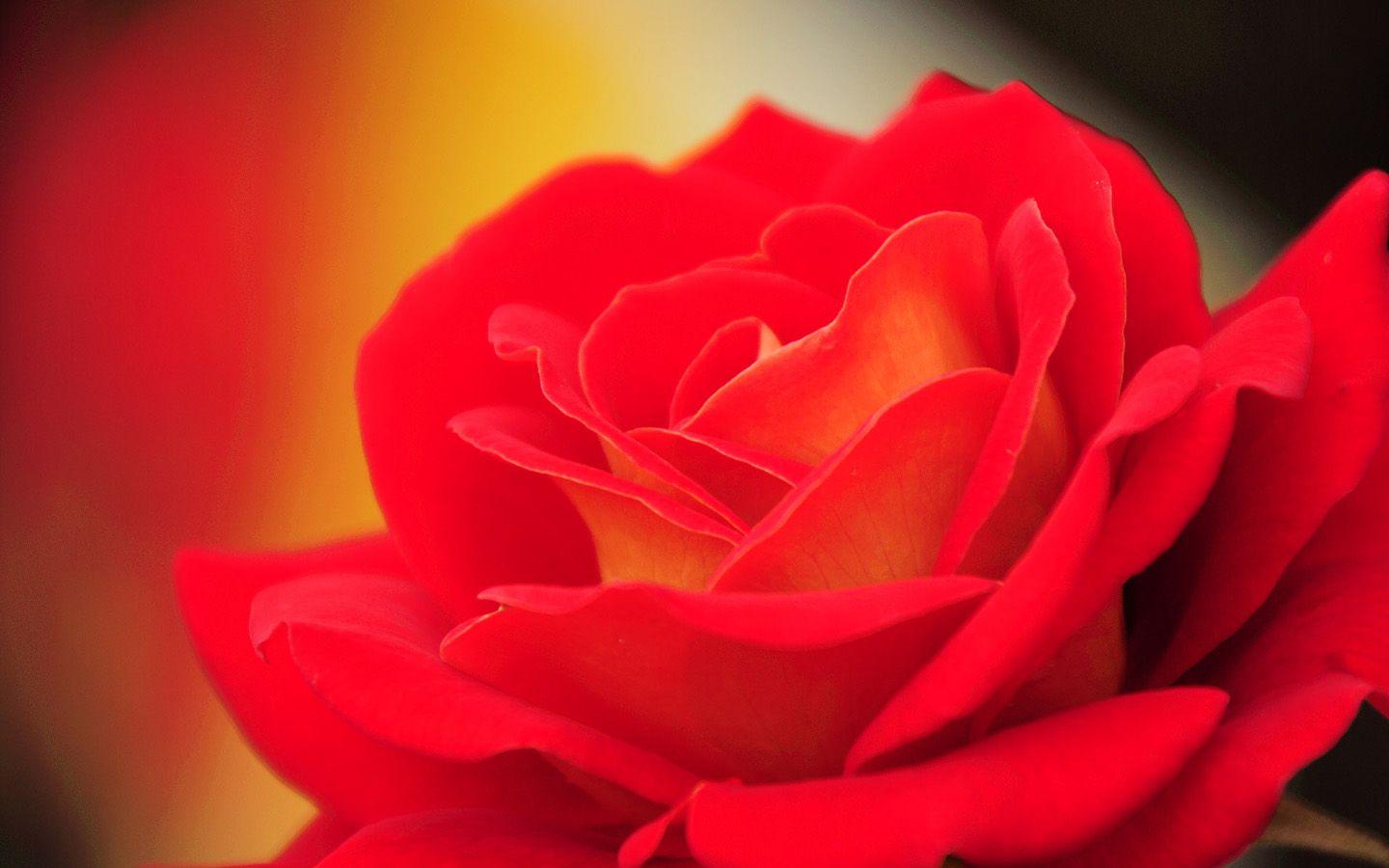 Red Flower Desktop Wallpapers - Top Free Red Flower Desktop Backgrounds ...