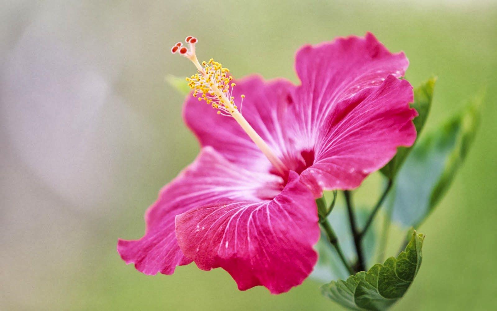 Hawaiian Flower Desktop Wallpapers - Top Free Hawaiian Flower Desktop ...