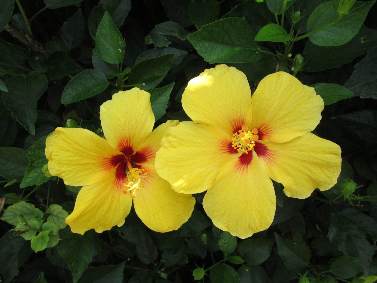 Hawaiian Flower Desktop Wallpapers - Top Free Hawaiian Flower Desktop ...