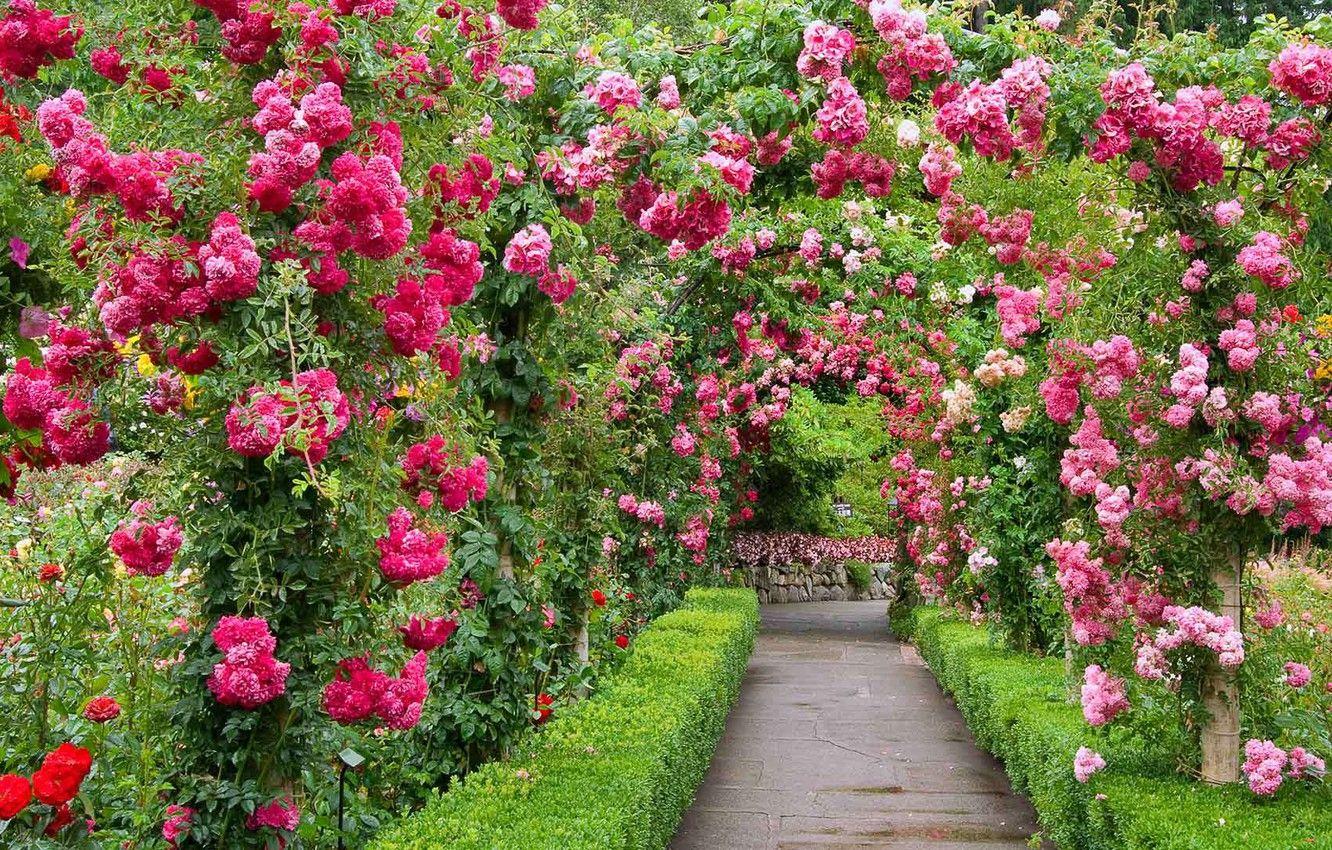 Rose Garden Desktop Wallpapers - Top Free Rose Garden Desktop ...