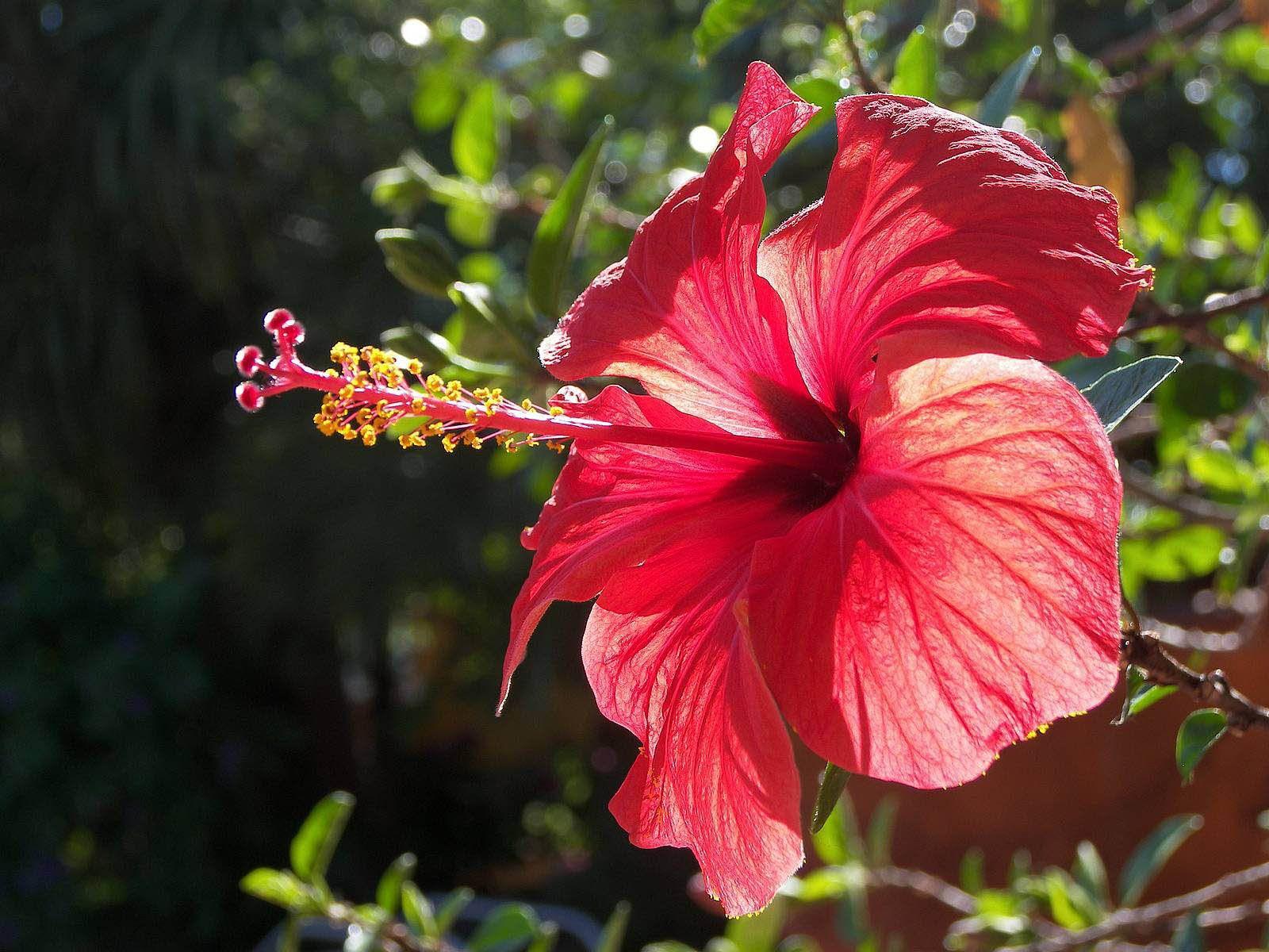 Hawaiian Flower Desktop Wallpapers - Top Free Hawaiian Flower Desktop ...