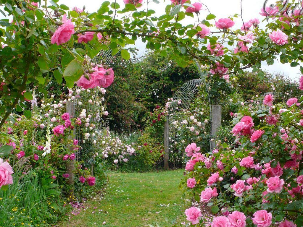 Rose Garden Desktop Wallpapers - Top Free Rose Garden Desktop ...