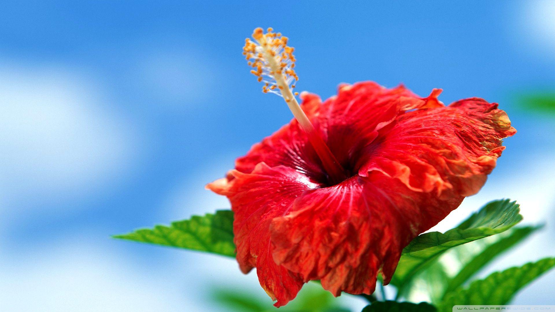 Hibiscus 1920X1080 HD Wallpapers - Top Free Hibiscus 1920X1080 HD ...