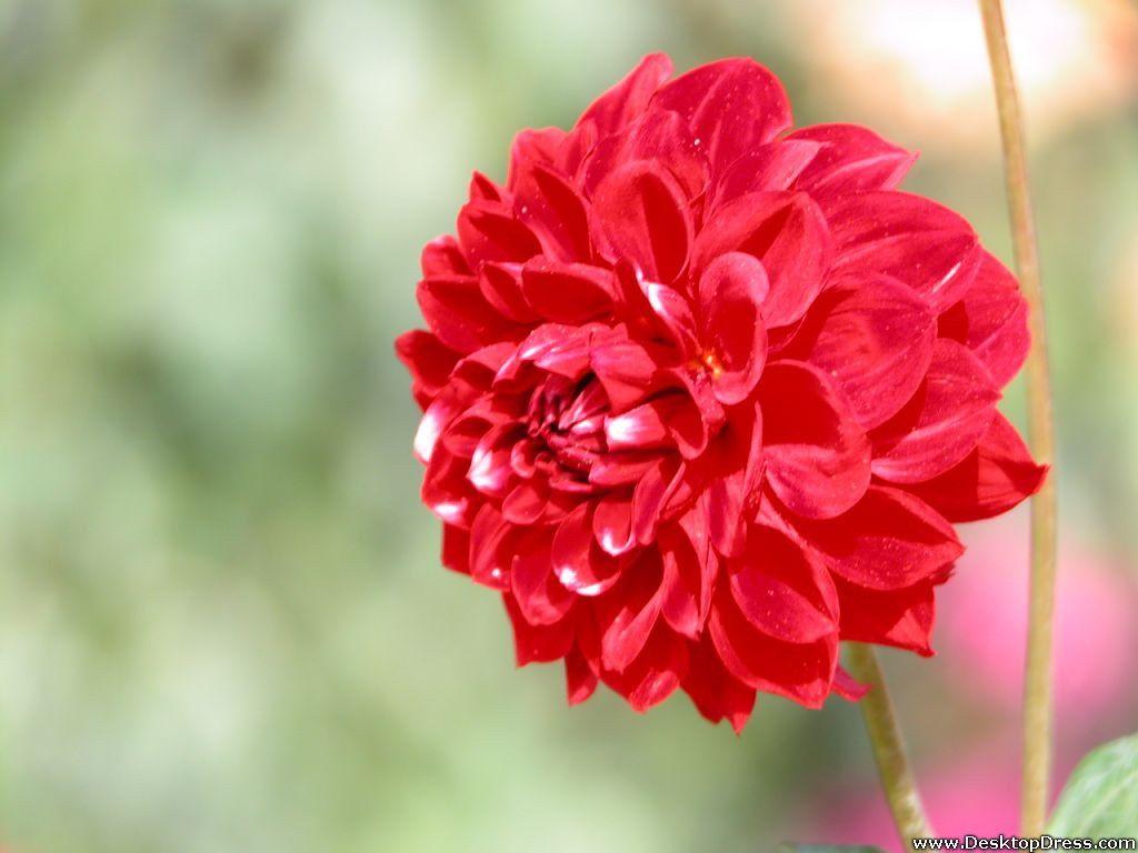 Red Flowers Desktop Wallpapers - Top Free Red Flowers Desktop ...