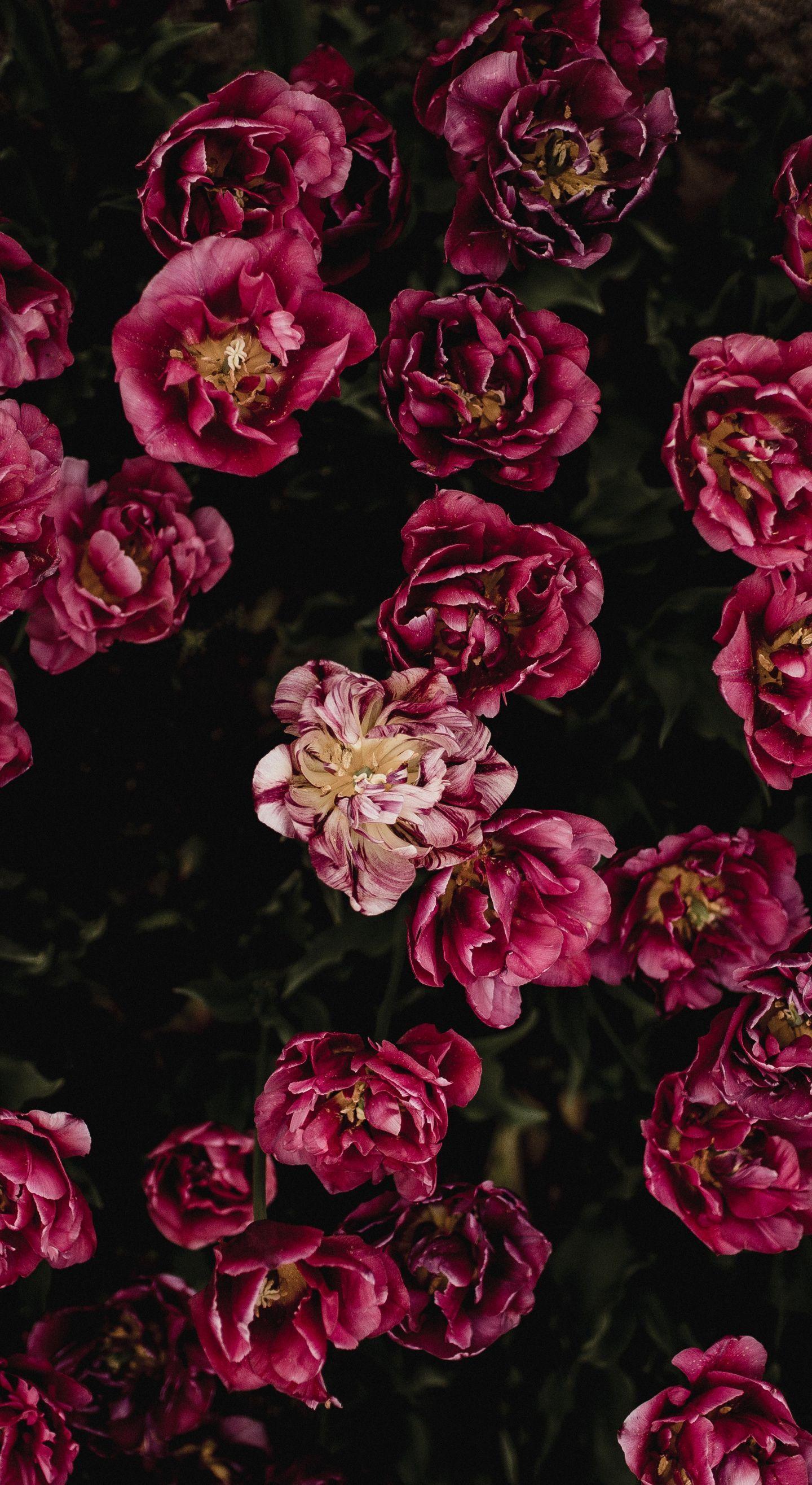 Red Flower Desktop Wallpapers - Top Free Red Flower Desktop Backgrounds ...