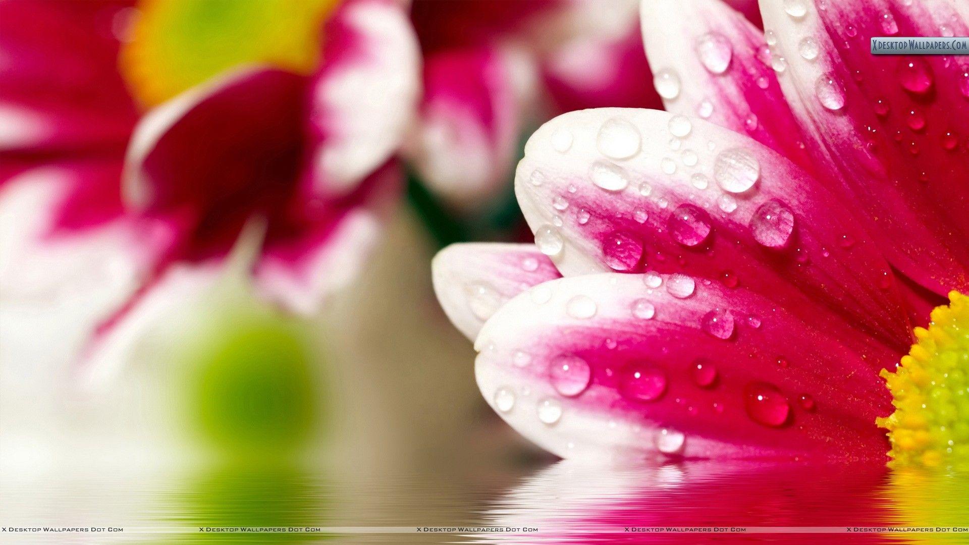 Red Flower Desktop Wallpapers - Top Free Red Flower Desktop Backgrounds ...