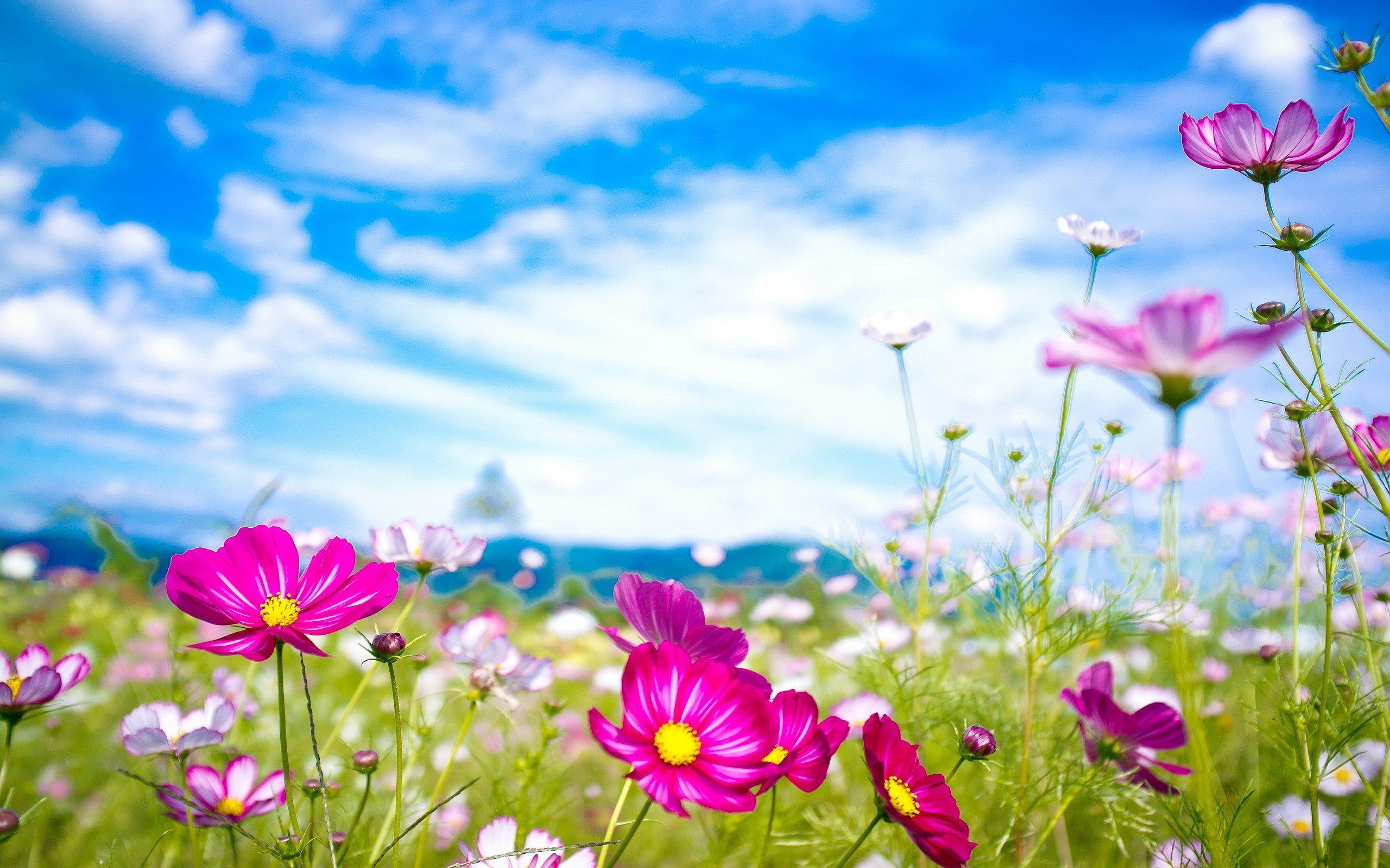 Summer Flowers Desktop Wallpapers - Top Free Summer Flowers Desktop ...