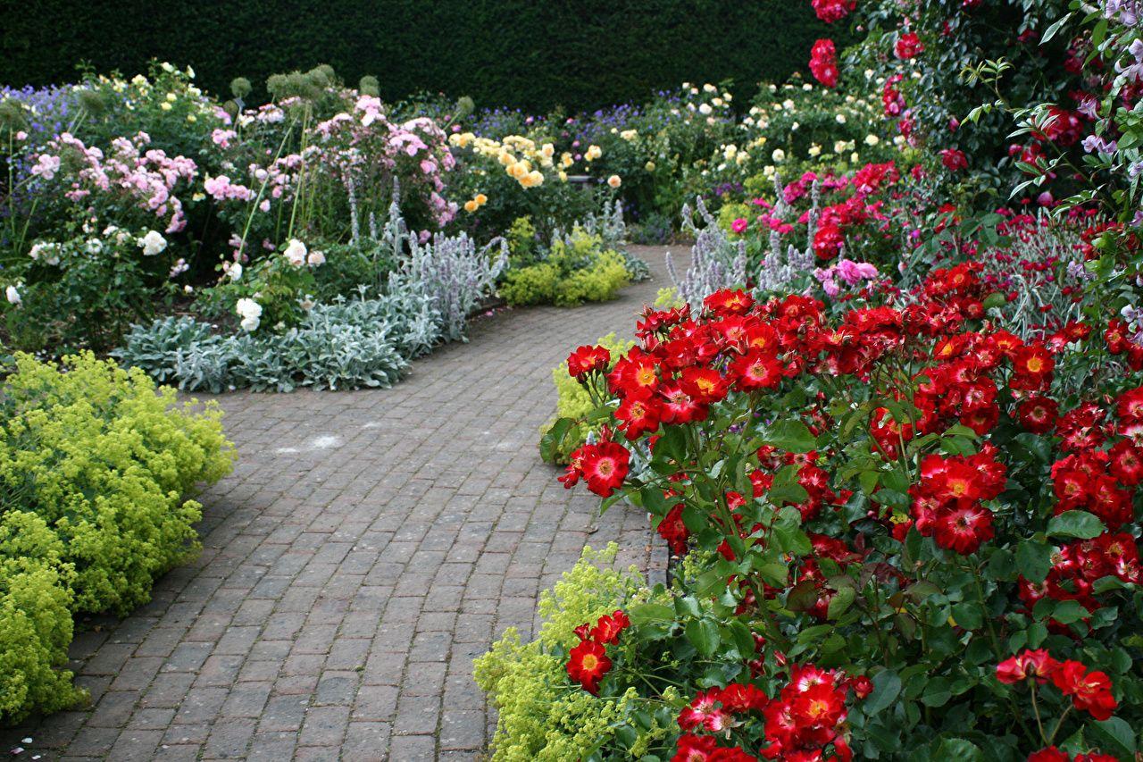 Rose Garden Desktop Wallpapers - Top Free Rose Garden Desktop ...