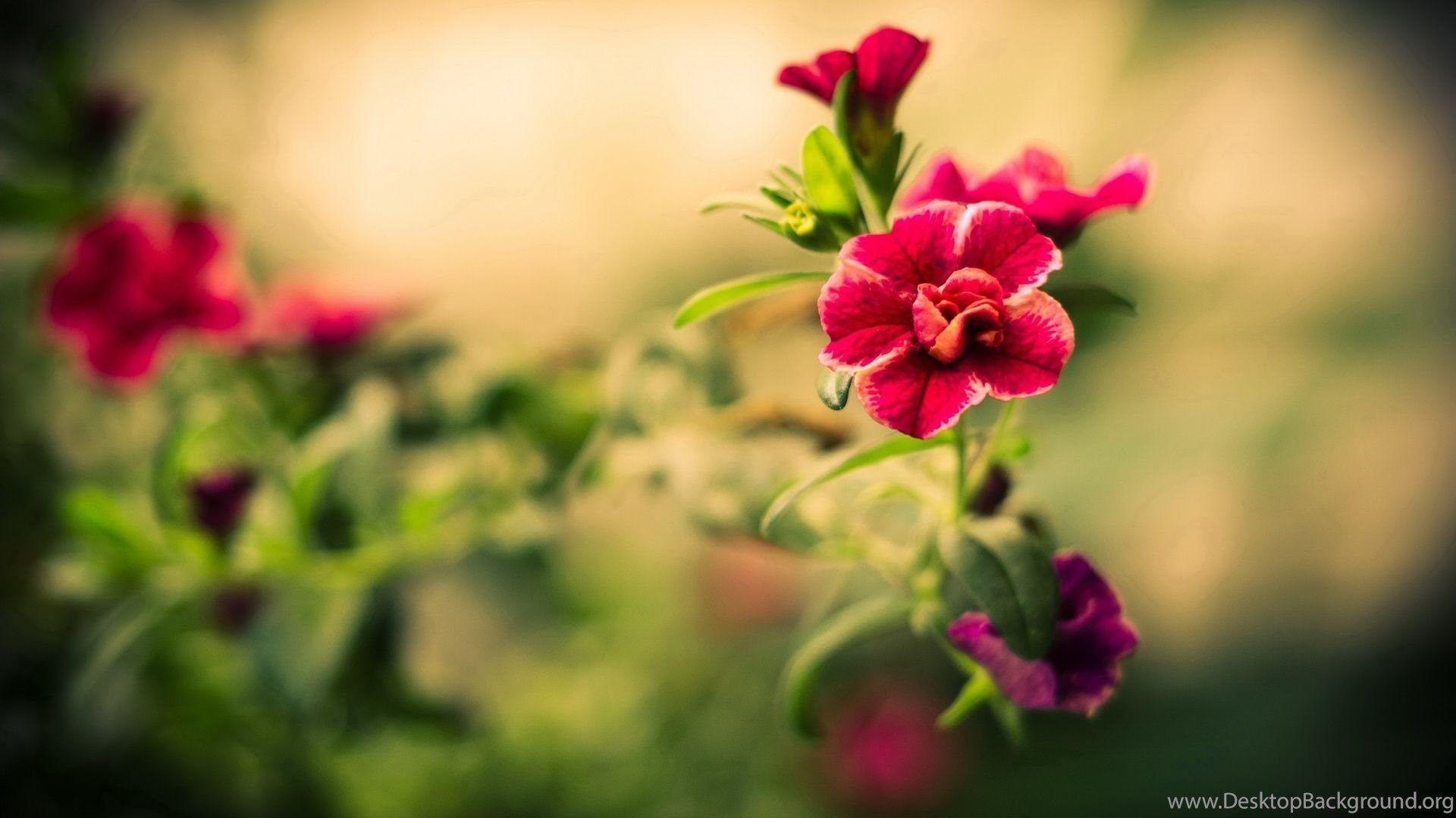 Summer Flowers Desktop Wallpapers - Top Free Summer Flowers Desktop ...
