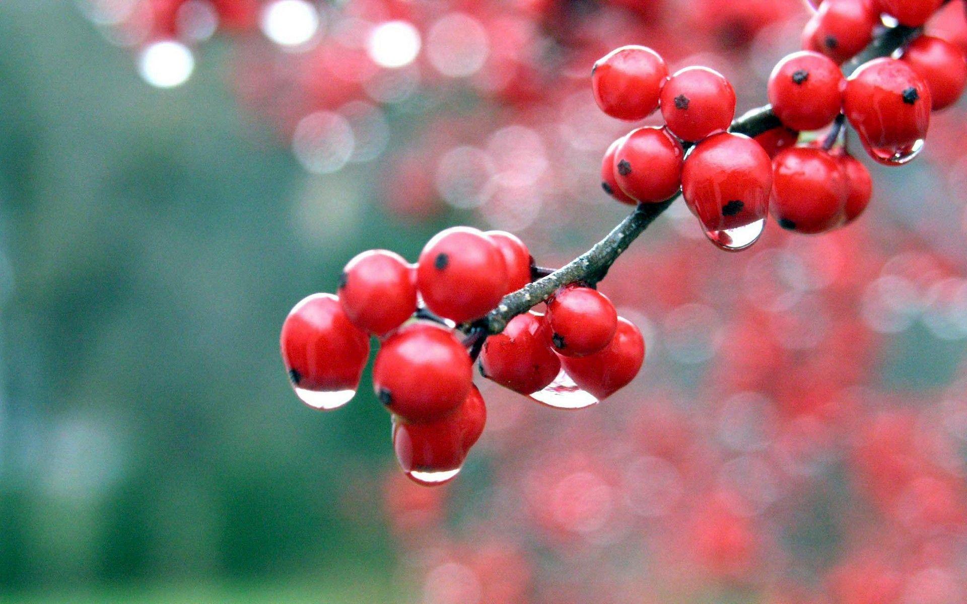 Red Flower Desktop Wallpapers - Top Free Red Flower Desktop Backgrounds ...