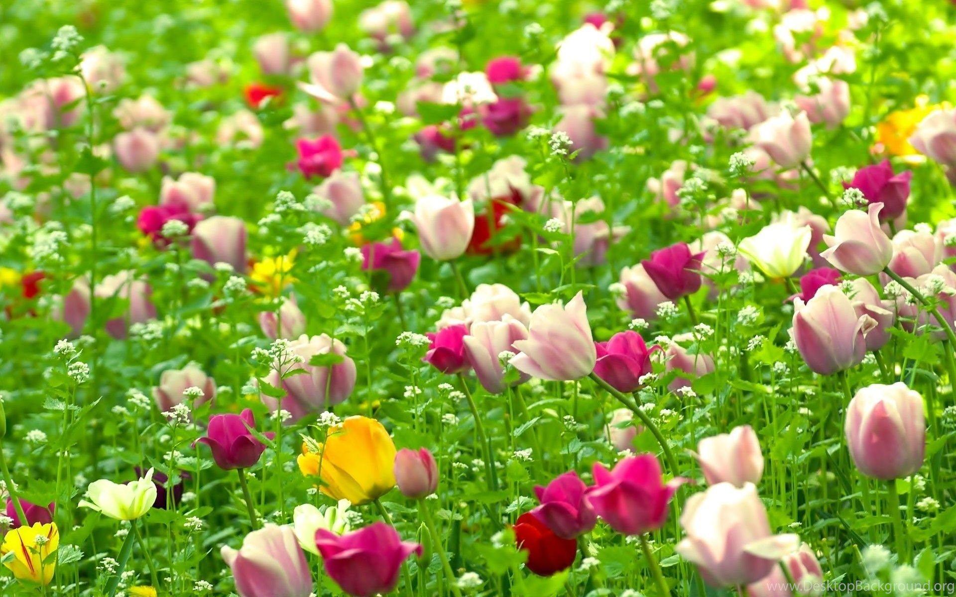 Summer Flowers Desktop Wallpapers - Top Free Summer Flowers Desktop ...