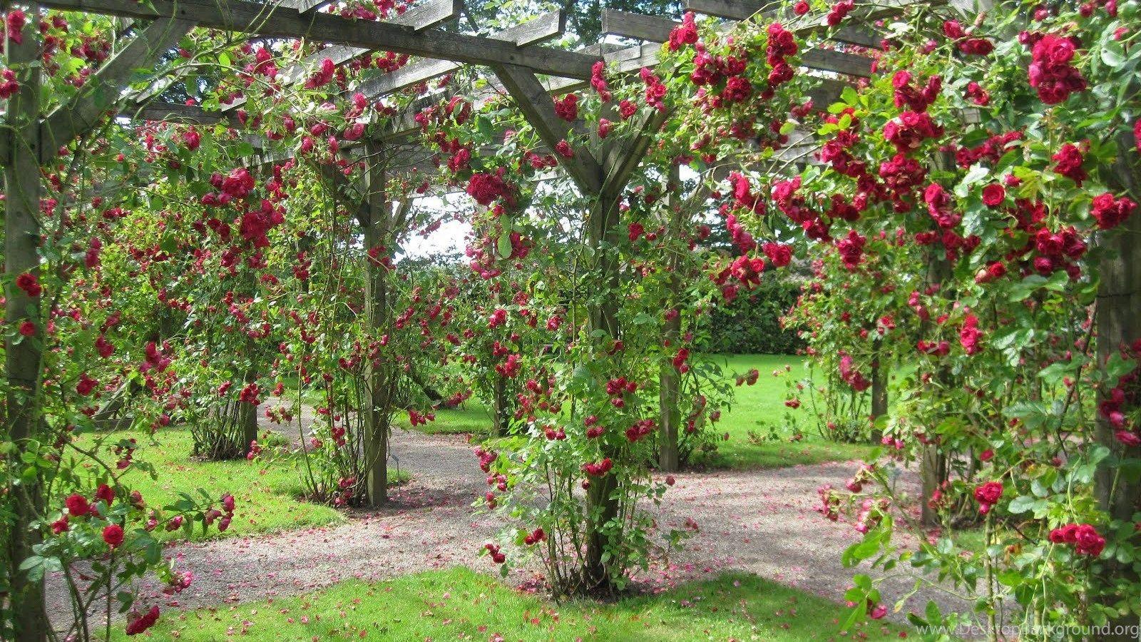 Rose Garden Desktop Wallpapers - Top Free Rose Garden Desktop ...