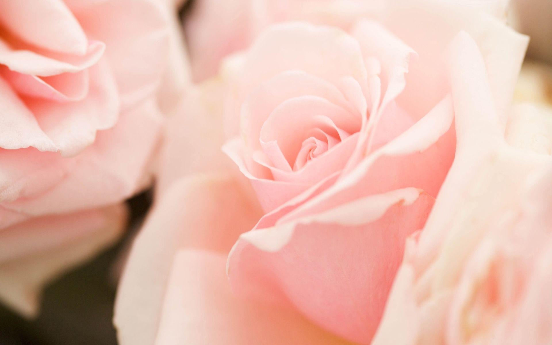 Light Pink Flower Wallpapers - Top Free Light Pink Flower Backgrounds ...