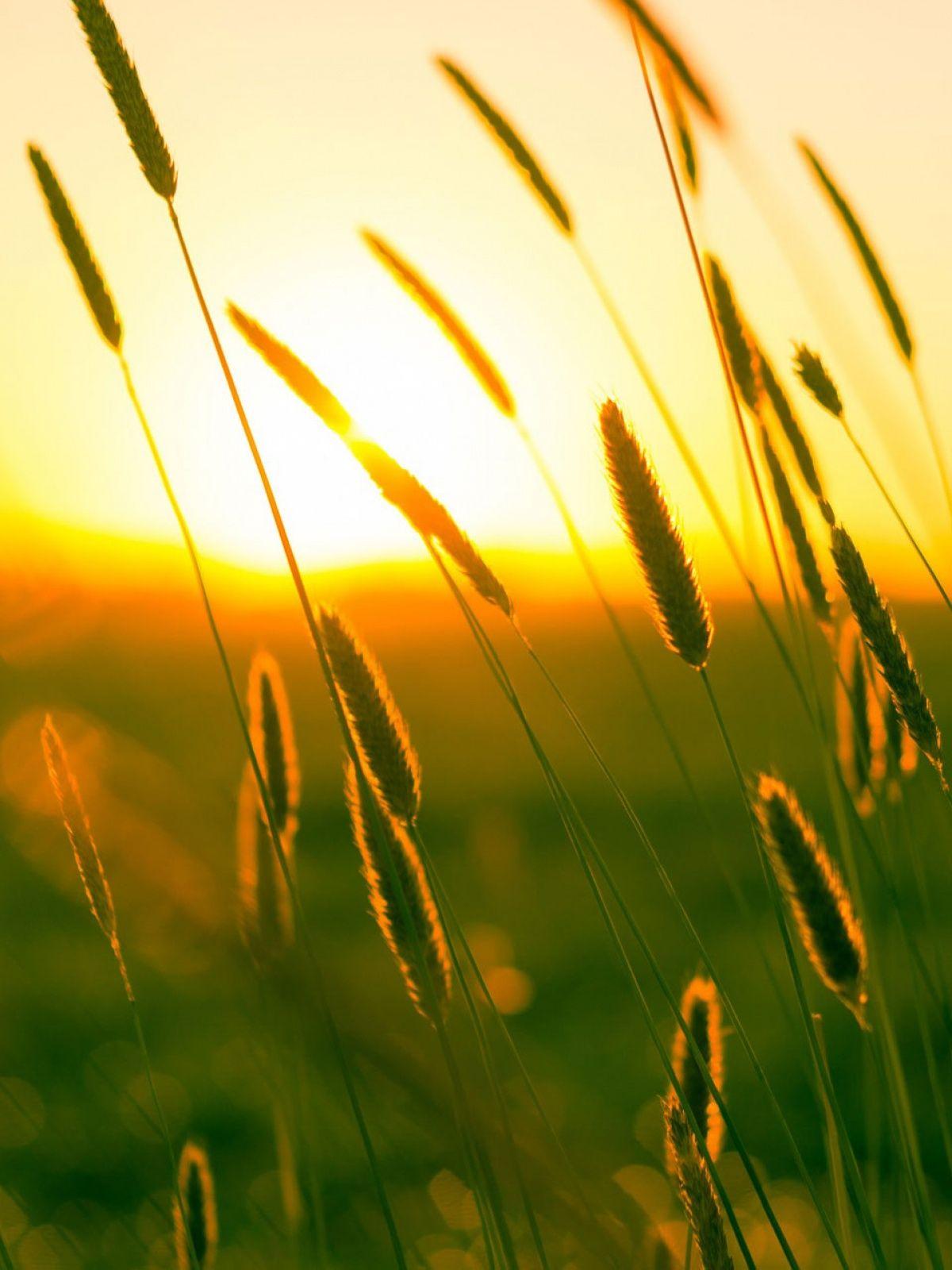 Yellow Summer Phone Wallpapers - Top Free Yellow Summer Phone ...