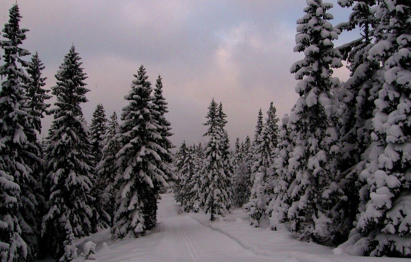 Norway Forest Wallpapers - Top Free Norway Forest Backgrounds ...