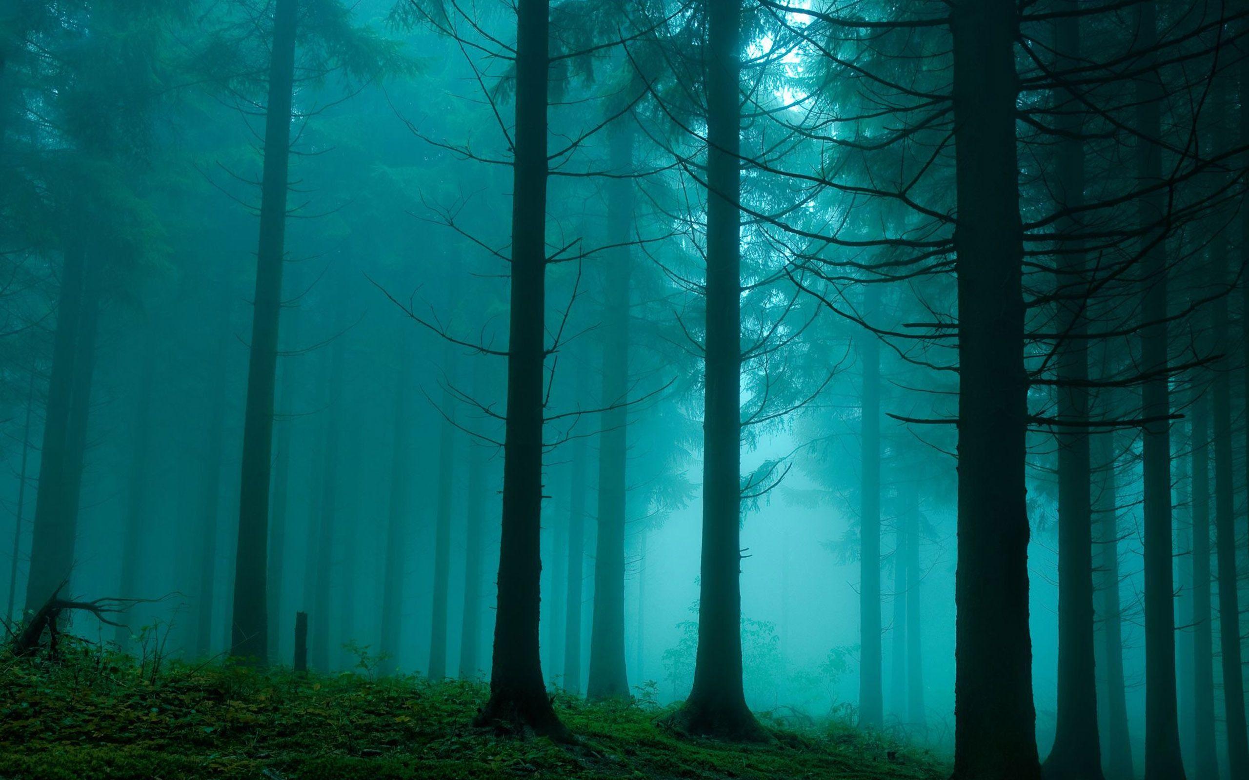 Creepy Fog Wallpapers - Top Free Creepy Fog Backgrounds - WallpaperAccess