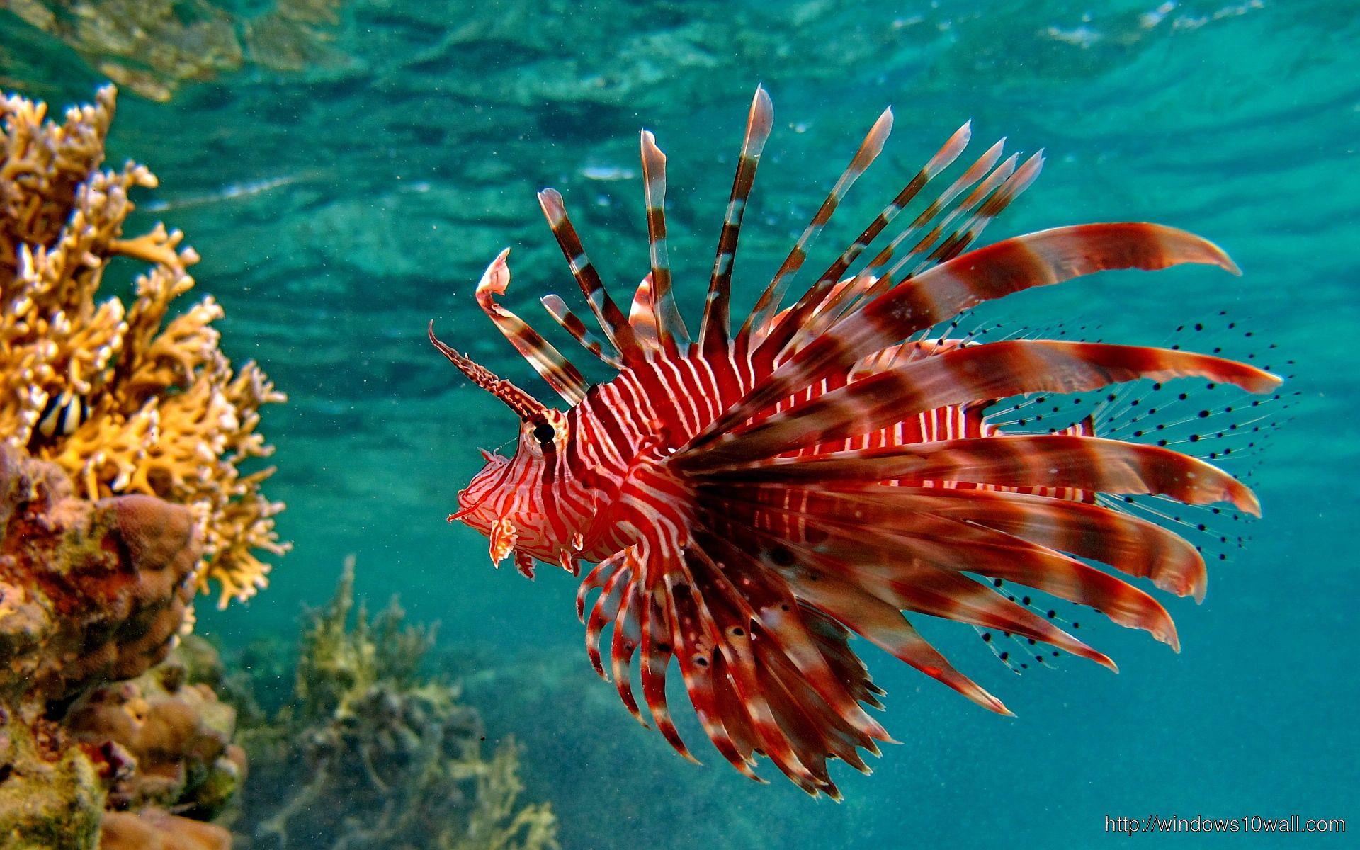 Fish Laptop Wallpapers - Top Free Fish Laptop Backgrounds - WallpaperAccess