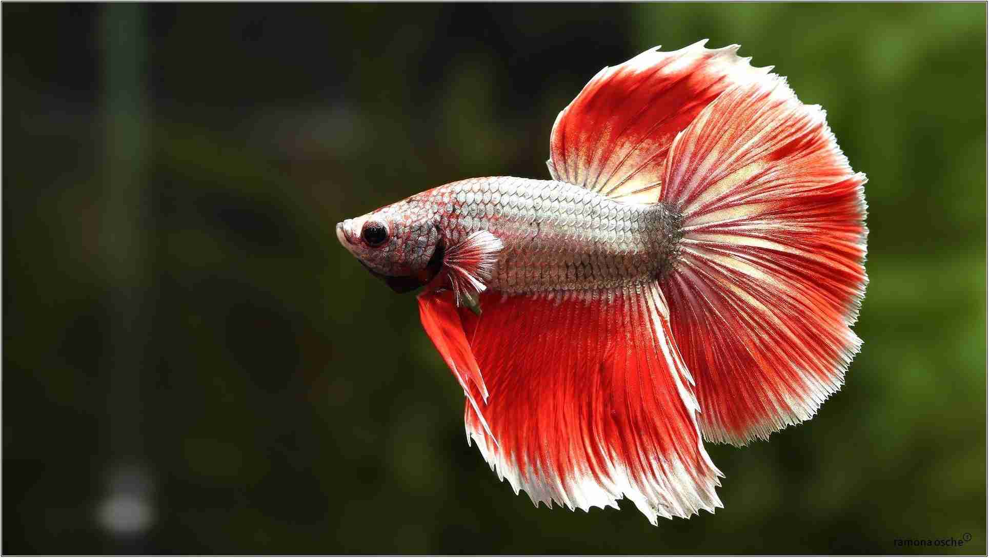 Fish Laptop Wallpapers - Top Free Fish Laptop Backgrounds - WallpaperAccess